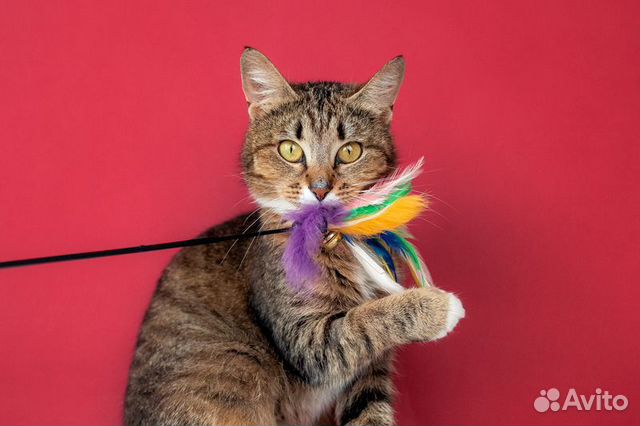 Ласковая полосатая кошечка Зара в добрые руки