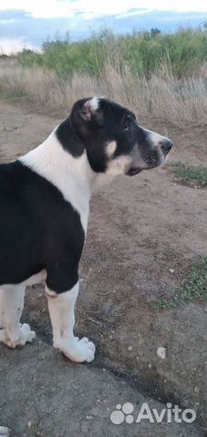 Среднеазиатская овчарка алабай щенки