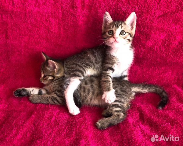 Чудо-котята в добрые руки