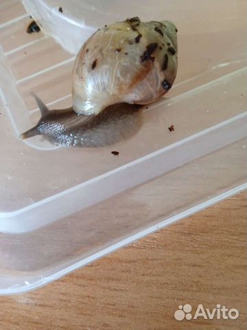 Улитки ахатины