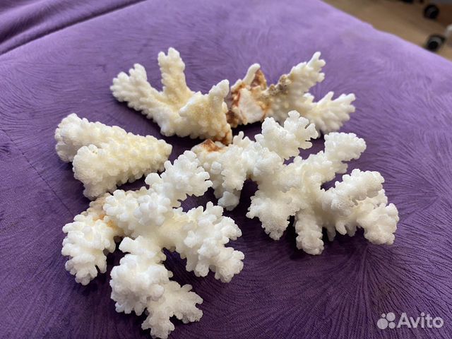 Кораллы морские натуральные