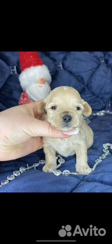 Мальтипу девочка