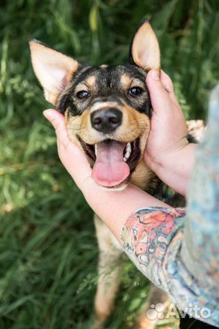 Щенок девочка Шери в добрые руки