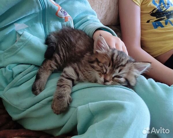 Отдадим котят в хорошие руки