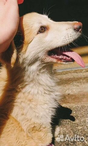 Щенок в добрые руки (девочка)