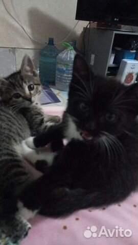 Чудо девочки ищут дом