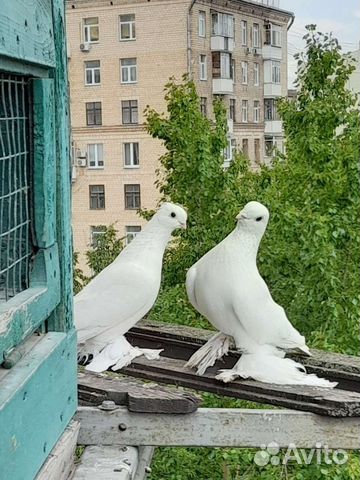 Голуби продажа бойные