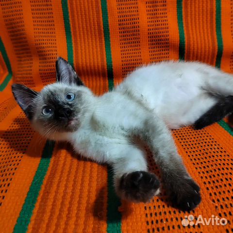 Котенок в добрые руки