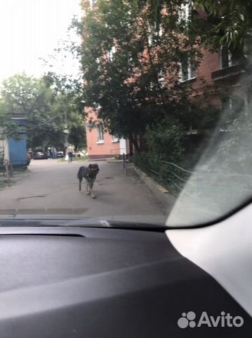 Собаки бесплатно