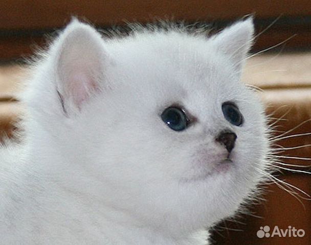 Британские песцовые котята