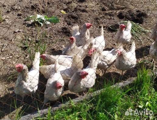 Куры несушки возраст 2 года