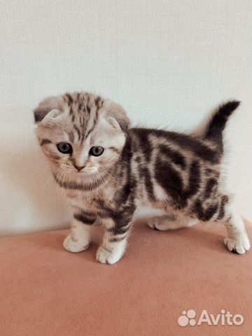Шотландский вислоухий котенок