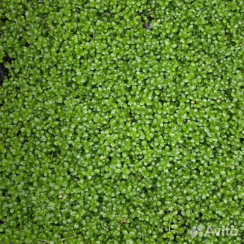 Hemianthus callitrichoides cuba