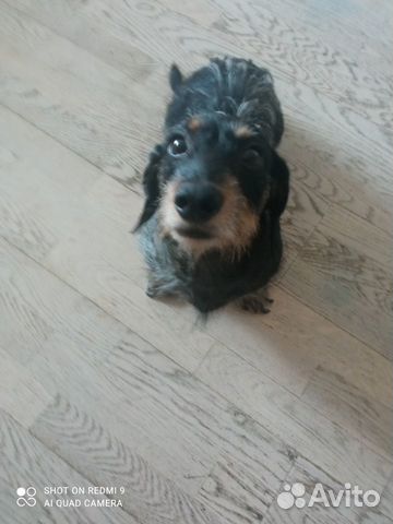 Жесткошерстная такса