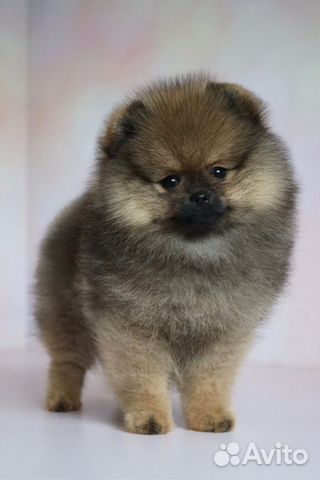 Померанский шпиц милашка Риана