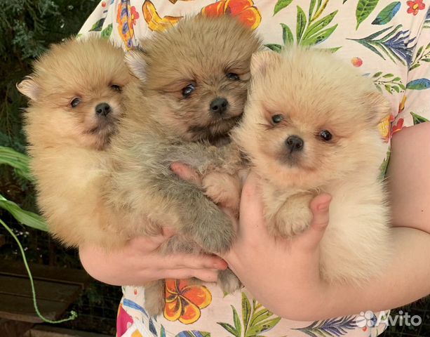 Шпицульки мальчик и девочки