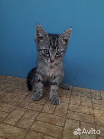 Котенок Полосатик ищет дом