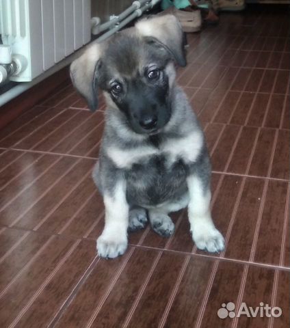 Подарим щеночка