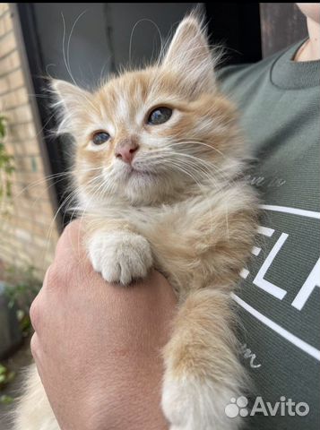 Котята малыши 1 месяц в добрые руки