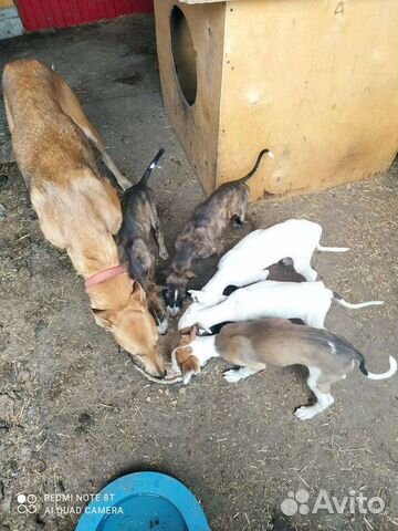 Продам щенков хортой борзой