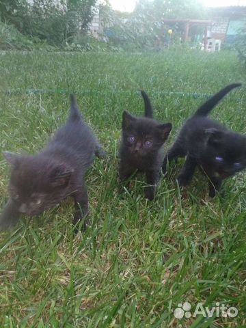Котят 1 мес