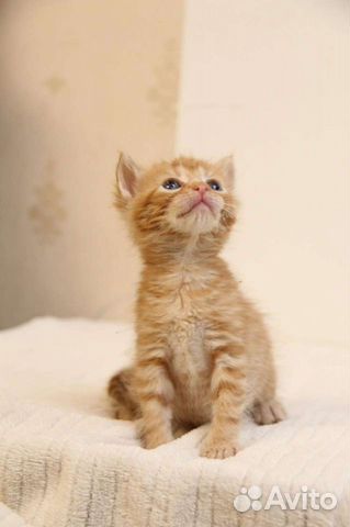 Котята-сироты