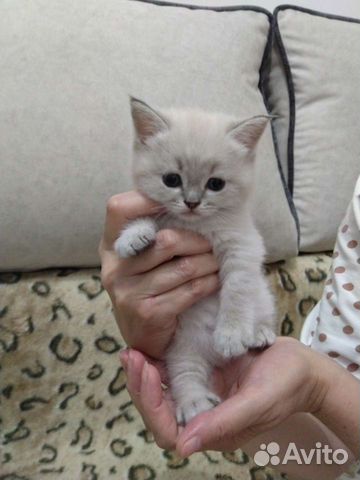 Отдам котенка в добрые руки