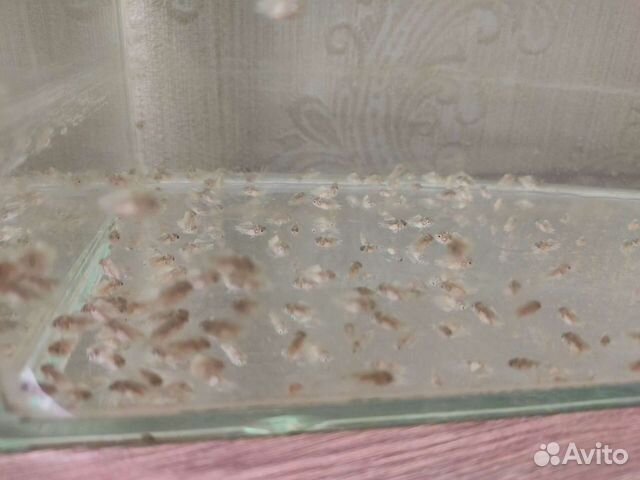 Мальки нанокары