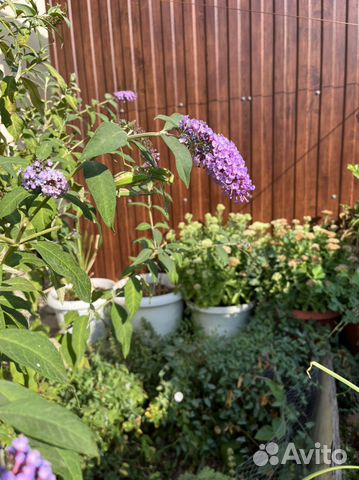 Беременная самка богомола