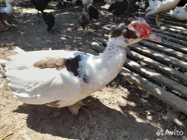 Индоутак на племя