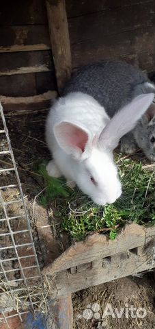 Кролики породы фландр