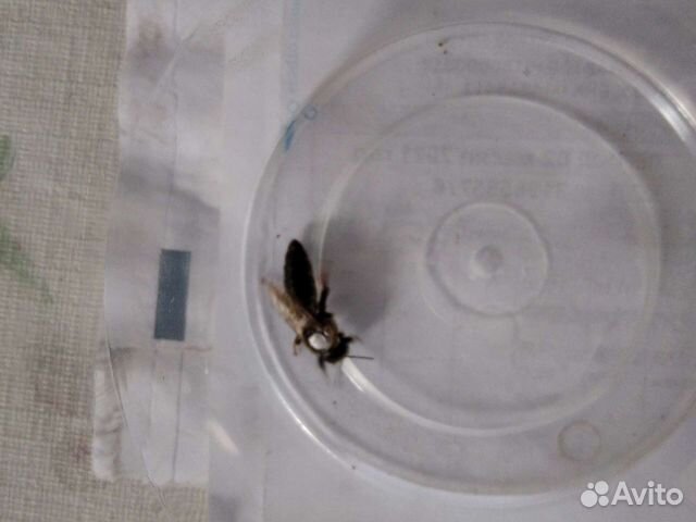 Пчеломатки из Подмосковья плодные и неплодные