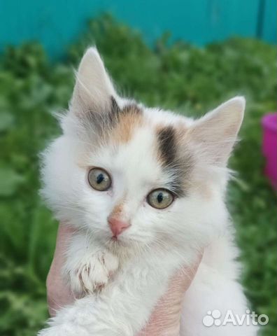 Кот и кошечка в дар