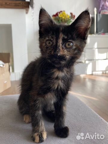 Котенок, 2 месяца