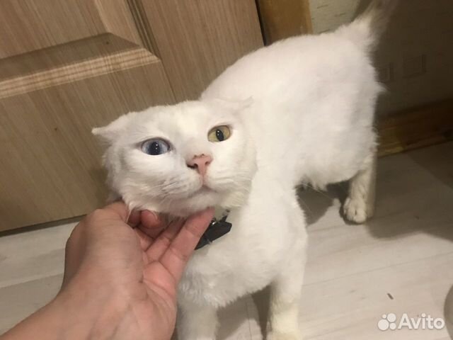 Турецкая ангора