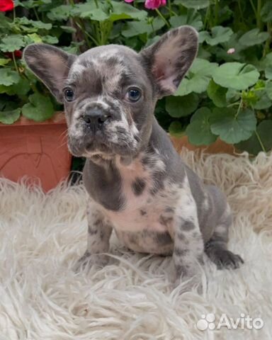Французский бульдог щенки мерле