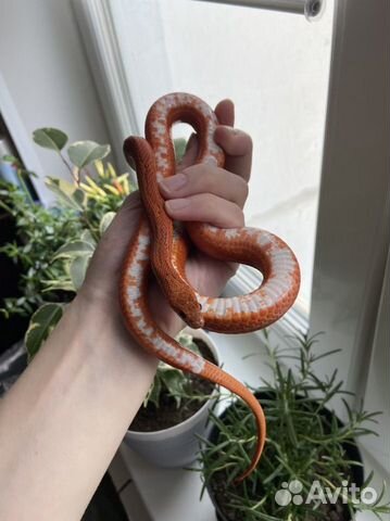 Маисовый полоз, змея