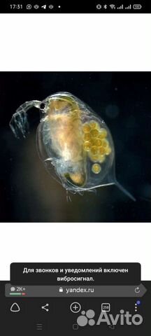 Дафния мойна