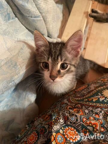 Котенок в дар