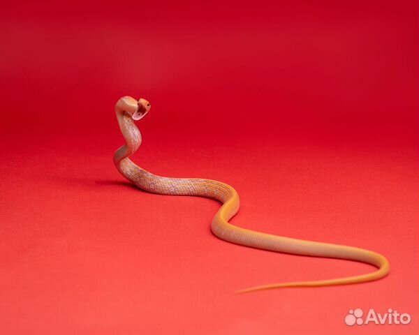 Лучистый полоз (еlaphe radiata) (albino)