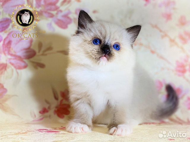 Гиперласковые рэгдоллы с гарантией здоровья. Бронь