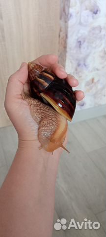 Улитки ахатины бесплатно