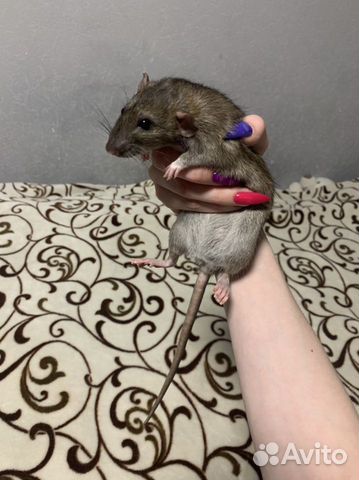 Декоративная крыса