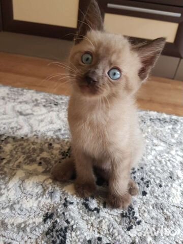 Брашики котятки