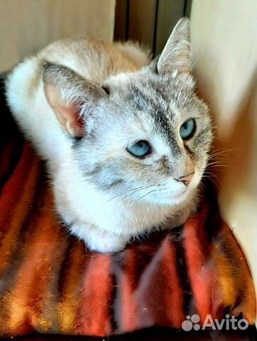 Кошка Сиамка в добрые руки бесплатно в дар
