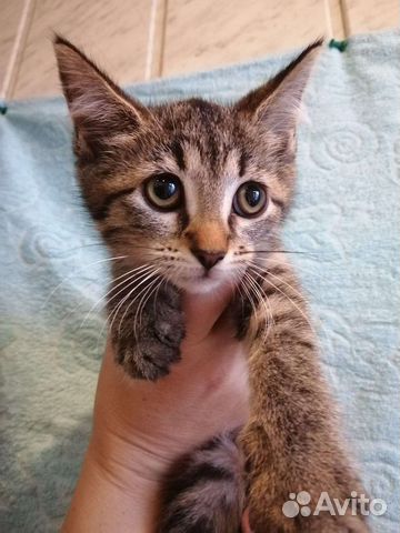 Котенок Василиса в добрые руки