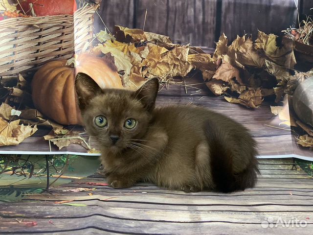 Бурманская кошечка Виола