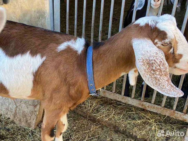 Коза на мясо
