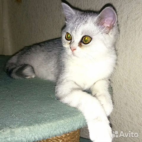 Шотландская прямоухая девочка