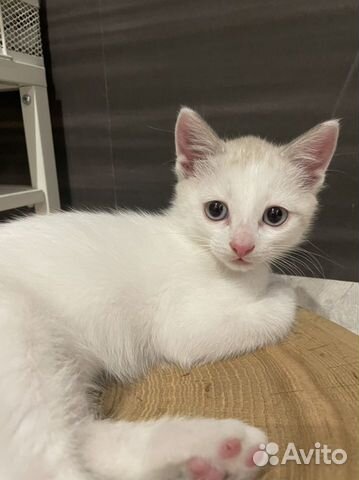 Котенок